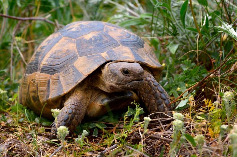 Ţestoasa Dobrogeană (Testudo Graeca) In Reptile